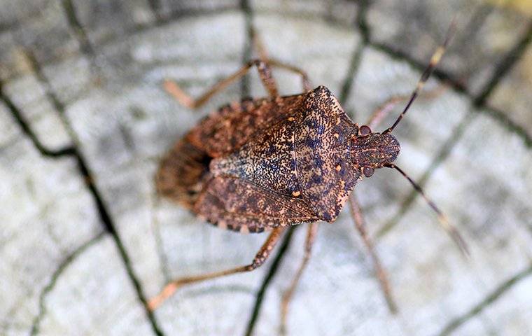 All About Stink Bug Control In Columbus Mandaus Pest Solutions 9182