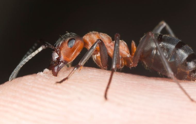 Do Ants Bite? | Mandau's Pest Solutions